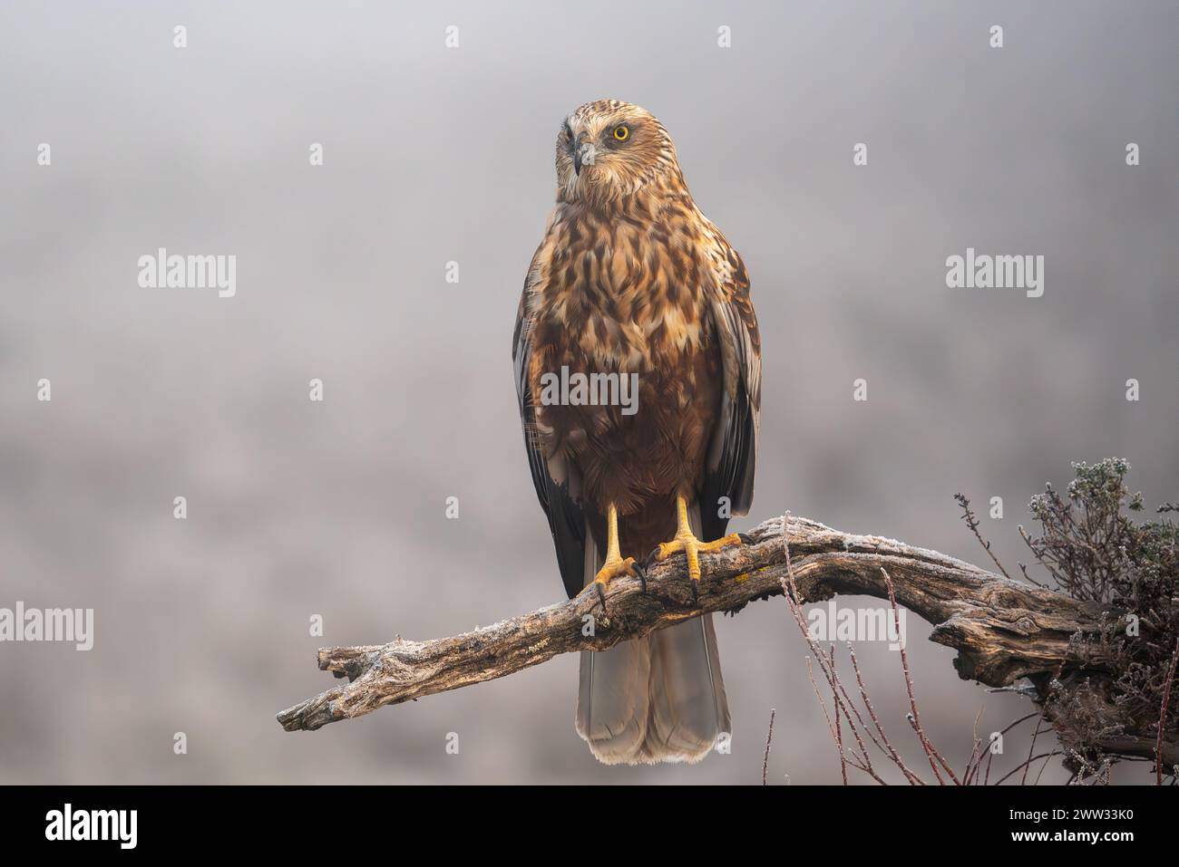 Beautiful portrait of a marsh harrier looking for food on a day of ...