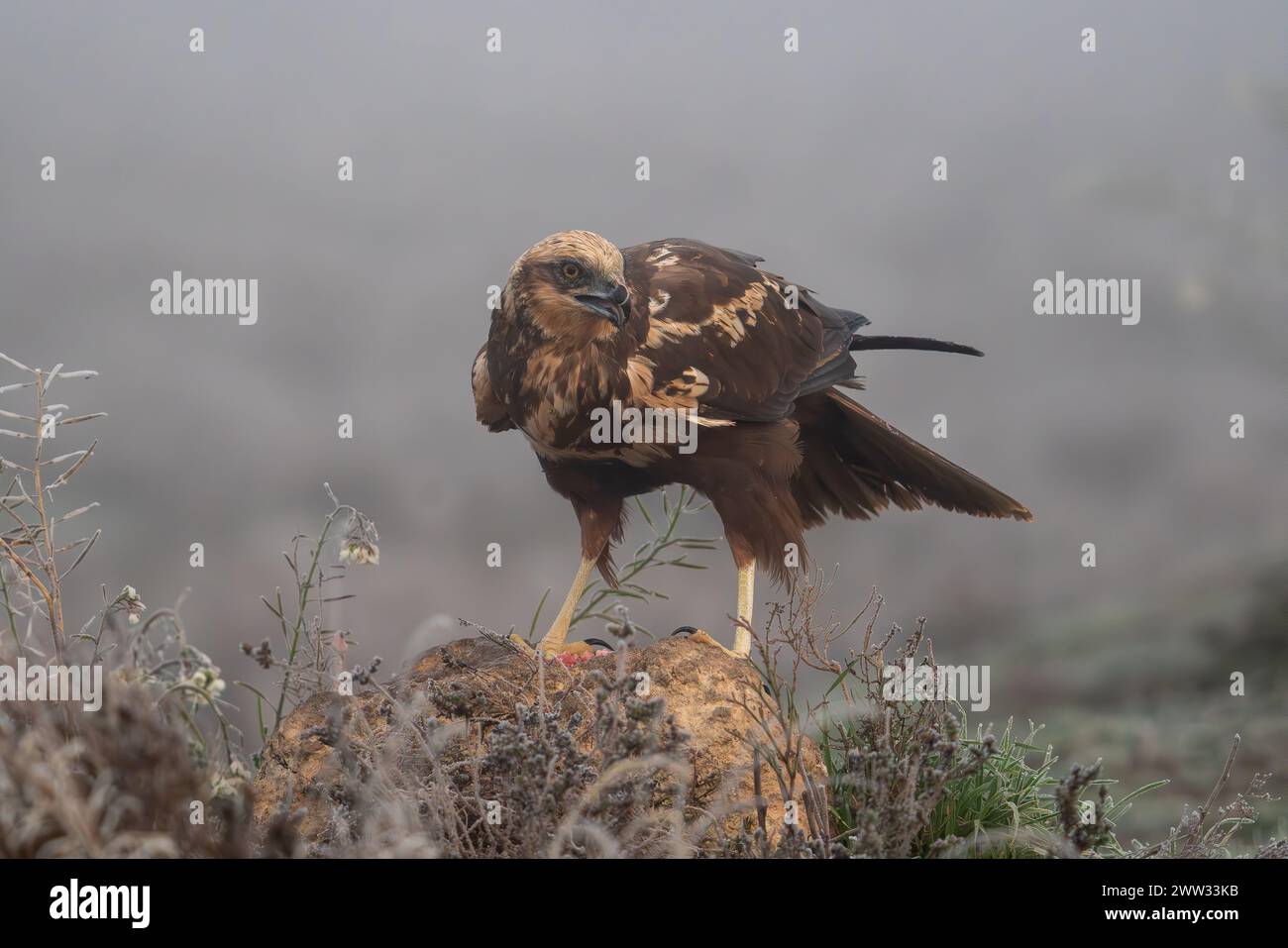 Beautiful portrait of a marsh harrier looking for food on a day of ...