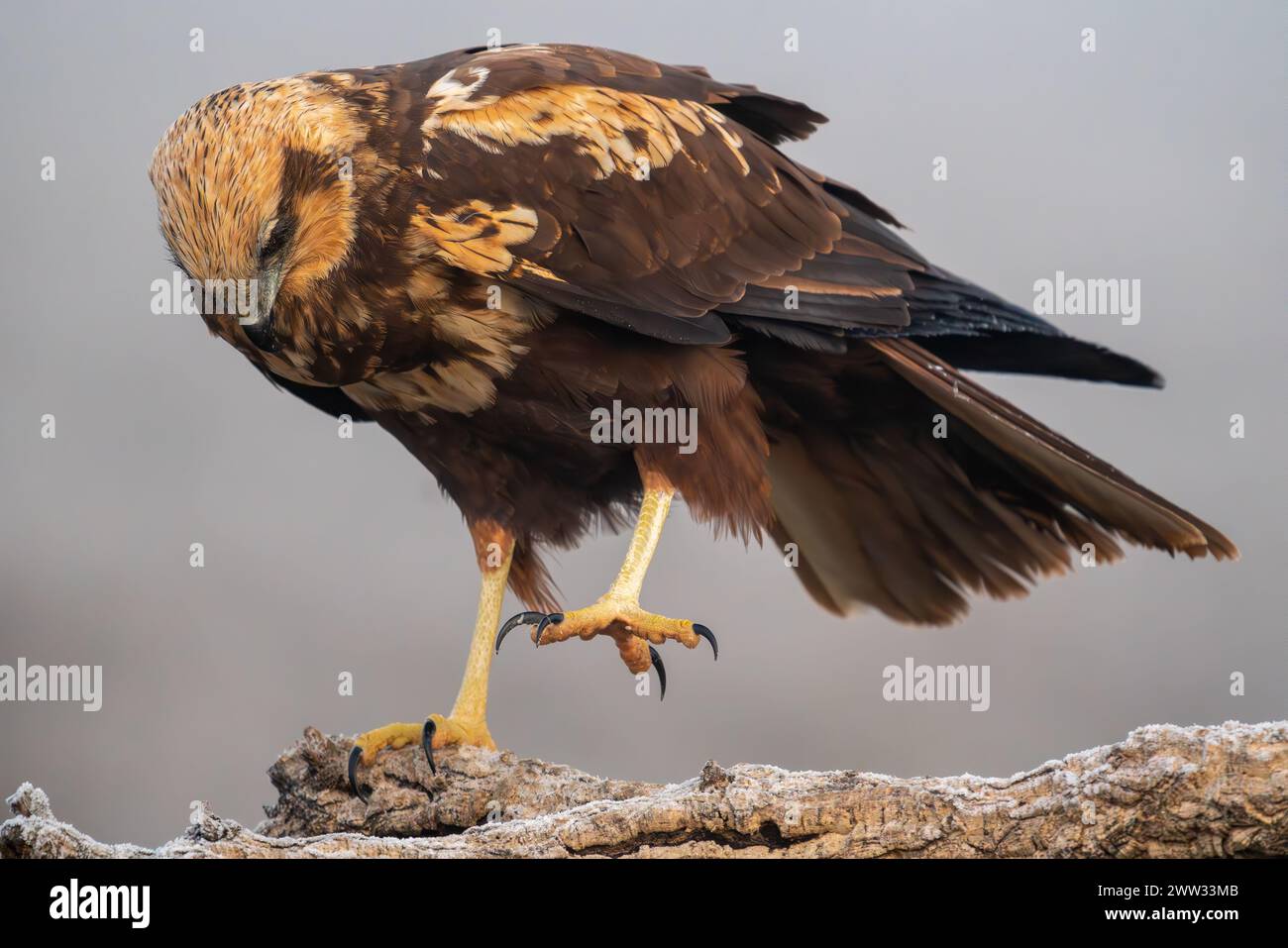 Beautiful portrait of a marsh harrier looking for food on a day of ...