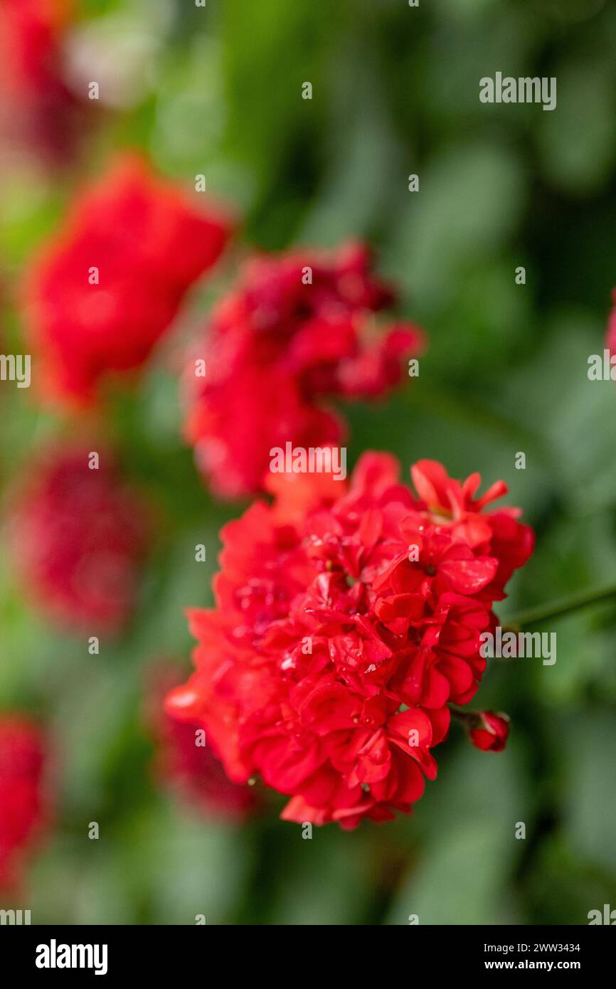 A cluster of deep red geranium flowers stands out with lush greenery ...