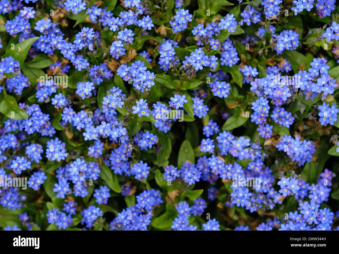 Floral background of small blue forget-me-nots flowers. Glade of blue ...