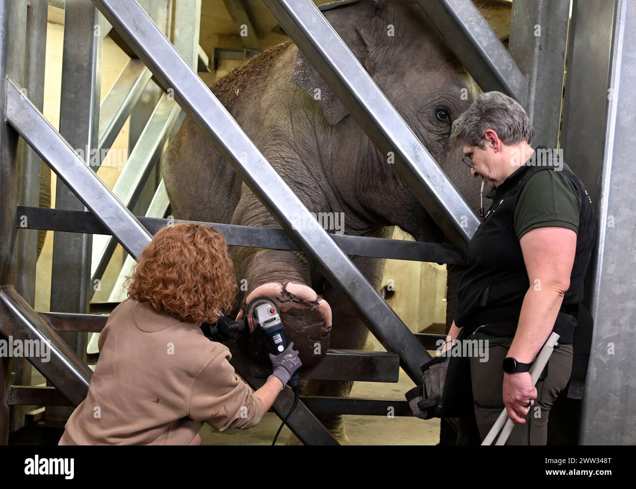 Elephant feet zoo hi-res stock photography and images - Alamy