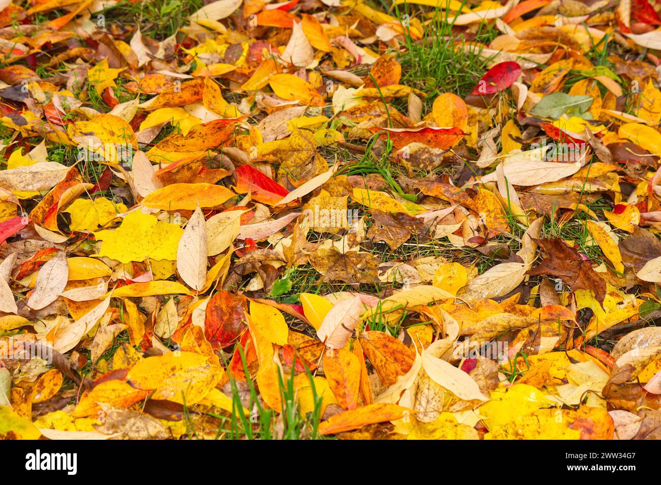 Fall leaves on ground hi-res stock photography and images - Alamy