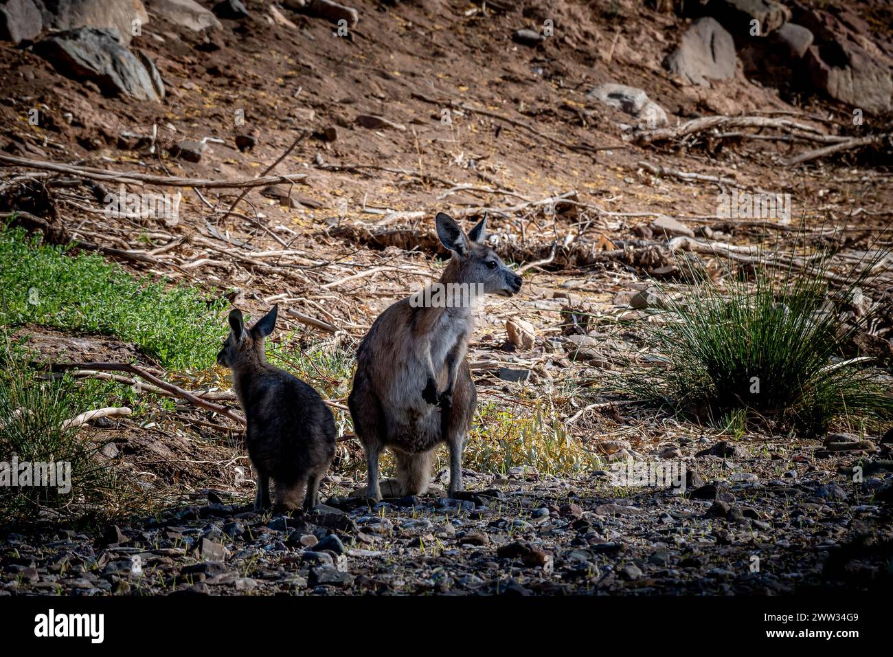 A mother kangaroo and her joey stand attentively in their natural bush ...