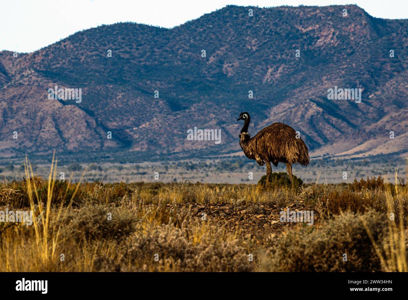 An emu stands tall, surveying the expanse of the outback wilderness ...