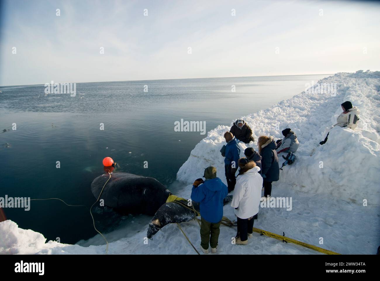 Inupiaq subsistence whalers bowhead whale catch on the pack ice during ...