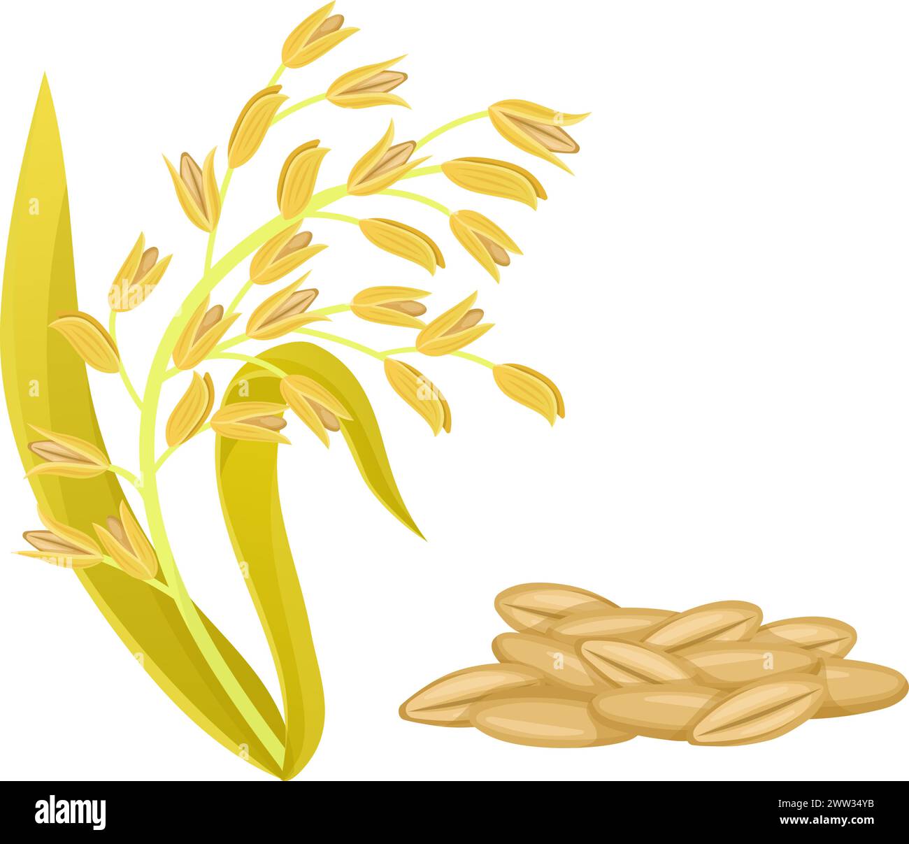 Oat plant with seeds. Cereal grain crop icon isolated on white ...