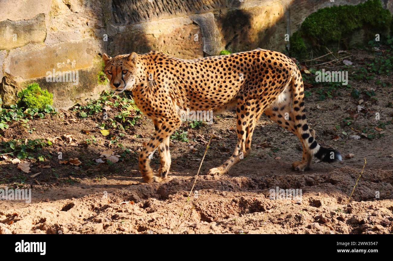 Nürnberg, Cheetah, Tiergarten, Zoo, Bayern, Nürnberg Zoo, Leopard, Gepard, Raubkatze, Raubkatzen ...