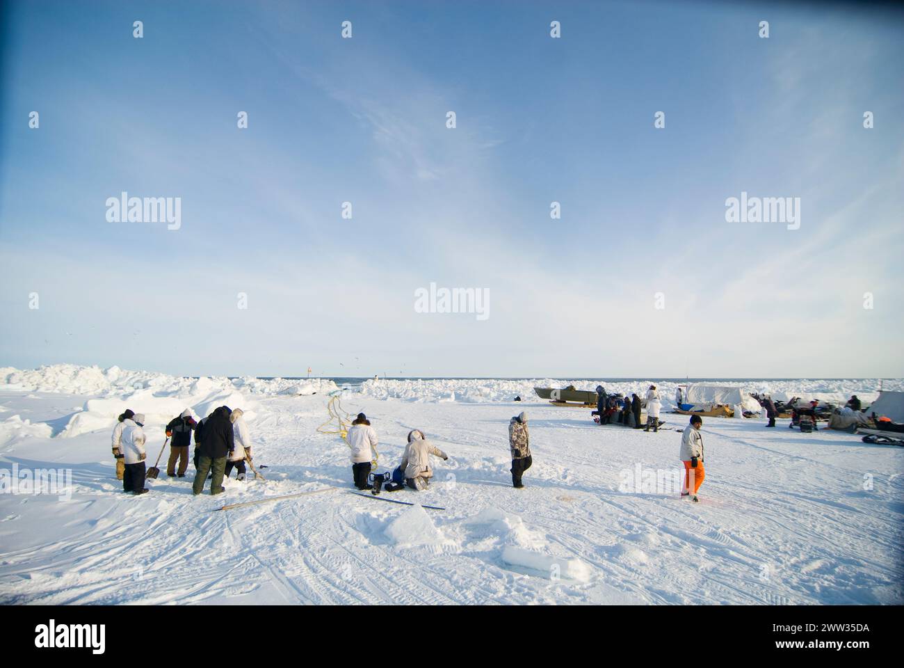 Inupiaq subsistence whalers bowhead whale catch on the pack ice during ...