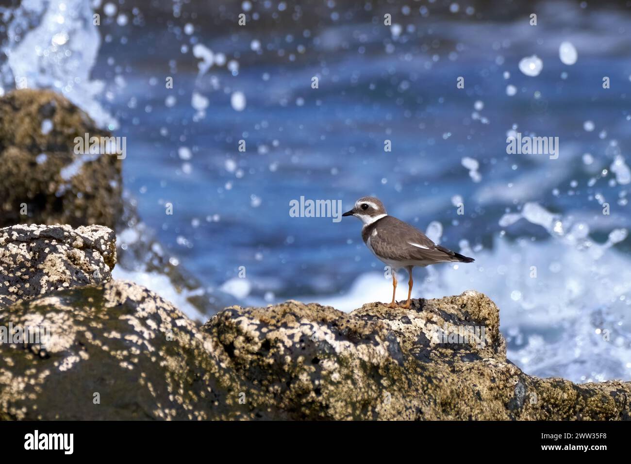 Common ringed plover (Charadrius hiaticula) in winter plumage by the ...