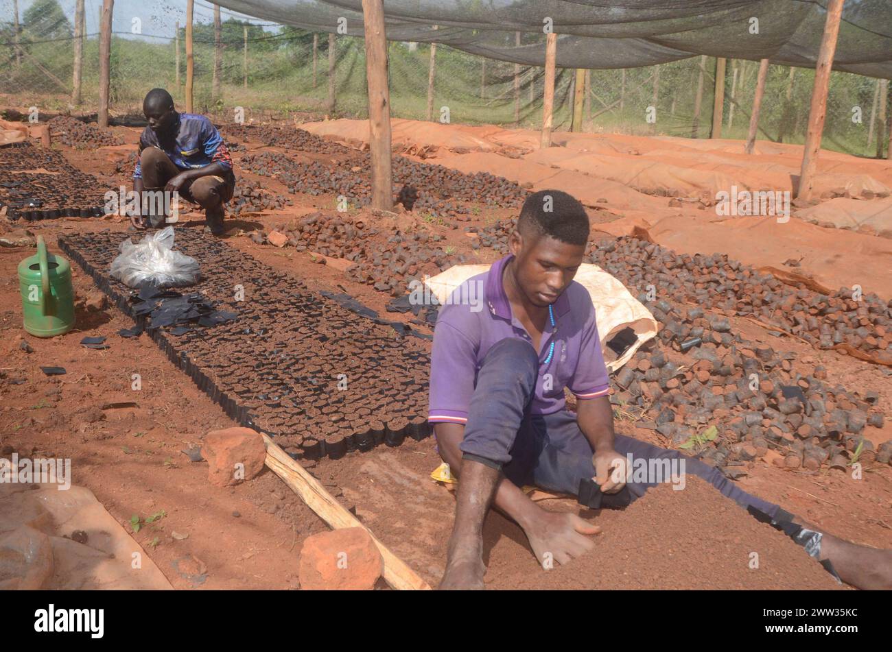 Private nurseries hi-res stock photography and images - Alamy