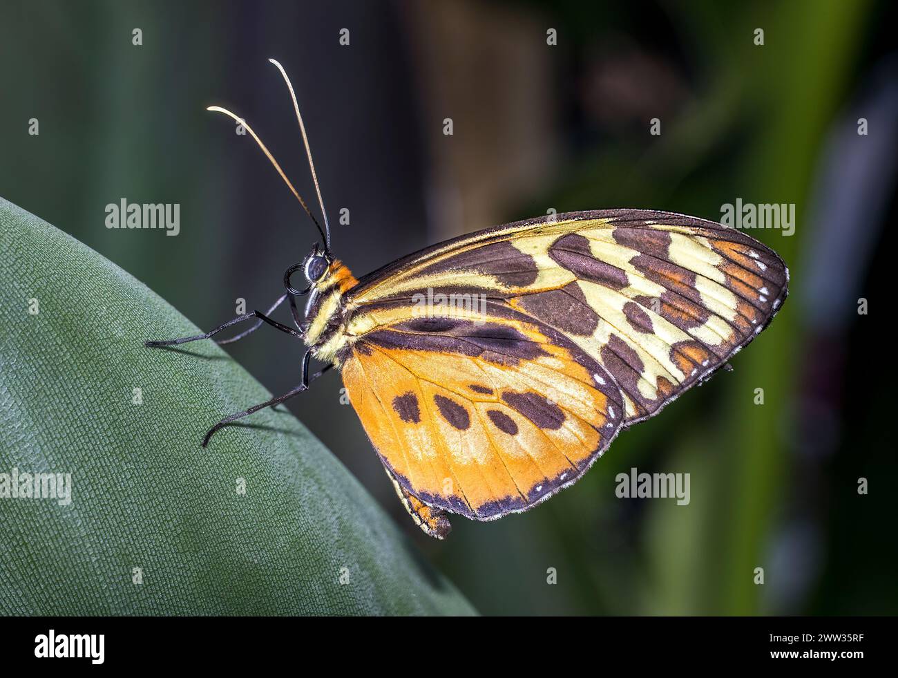 Butterfly at rest, Heliconius ismenius, distribution Mexico, Costa Rica ...