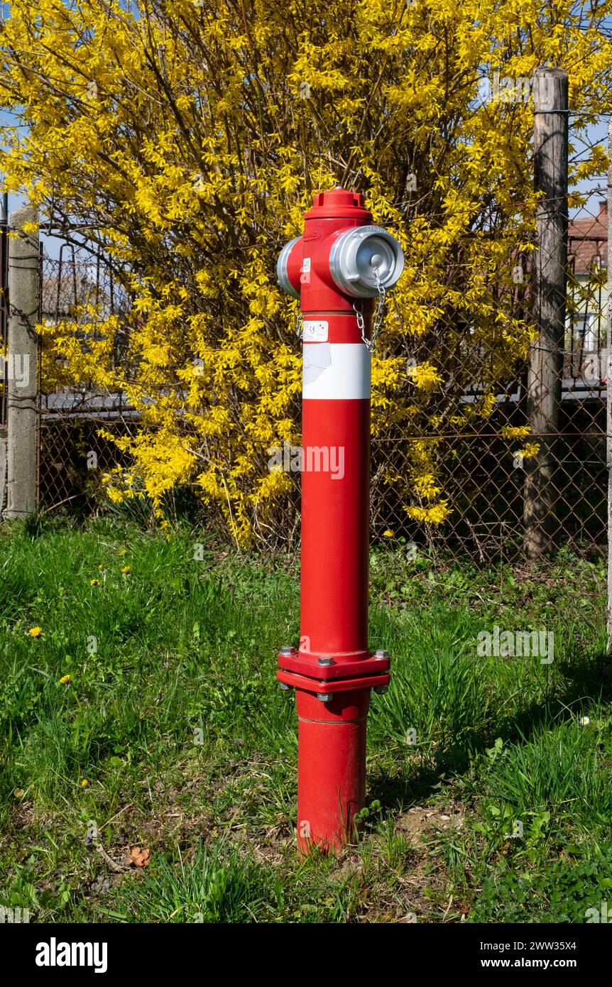 bright red water fire hydrant with bush covered in yellow flowers ...