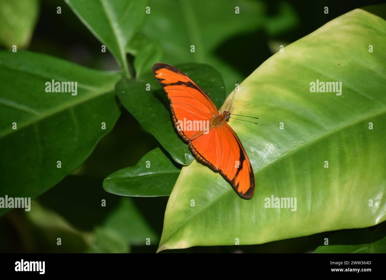 Garden with a flame butterfly on a plant in a garden Stock Photo - Alamy