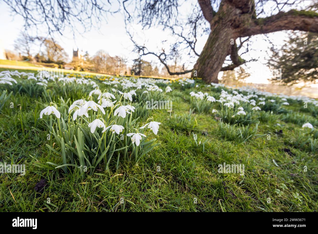 Snowdrops, Galanthus nivalis, England, UK Stock Photo - Alamy