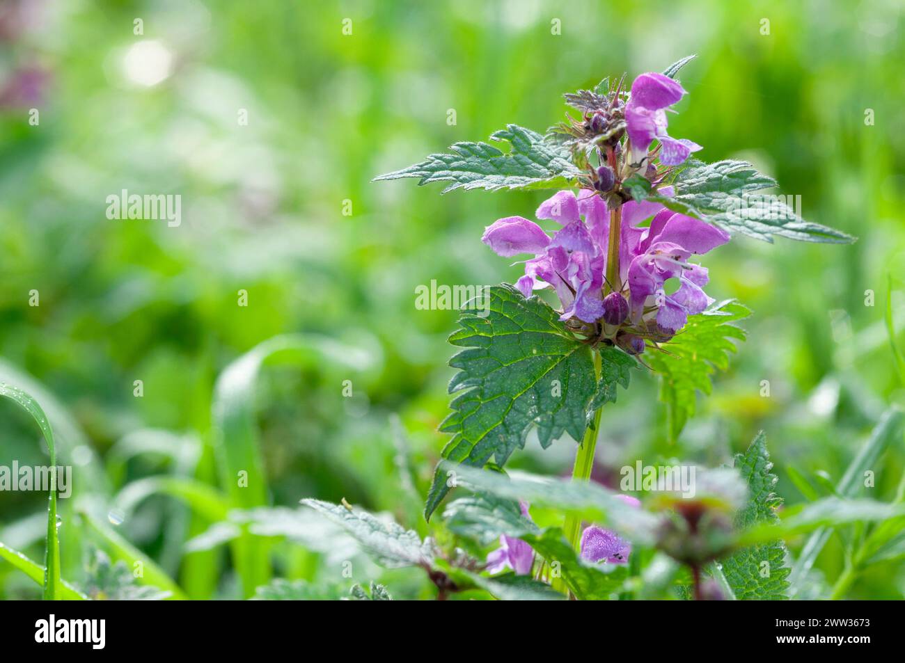 Italy, Lombardy, Crema, Parco del Serio, Purple Dead-nettle Flowers ...