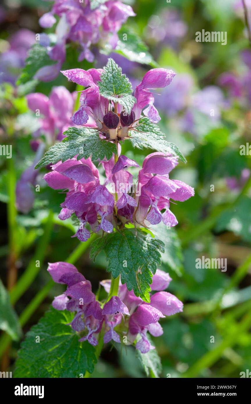 Italy, Lombardy, Crema, Parco del Serio, Purple Dead-nettle Flowers ...