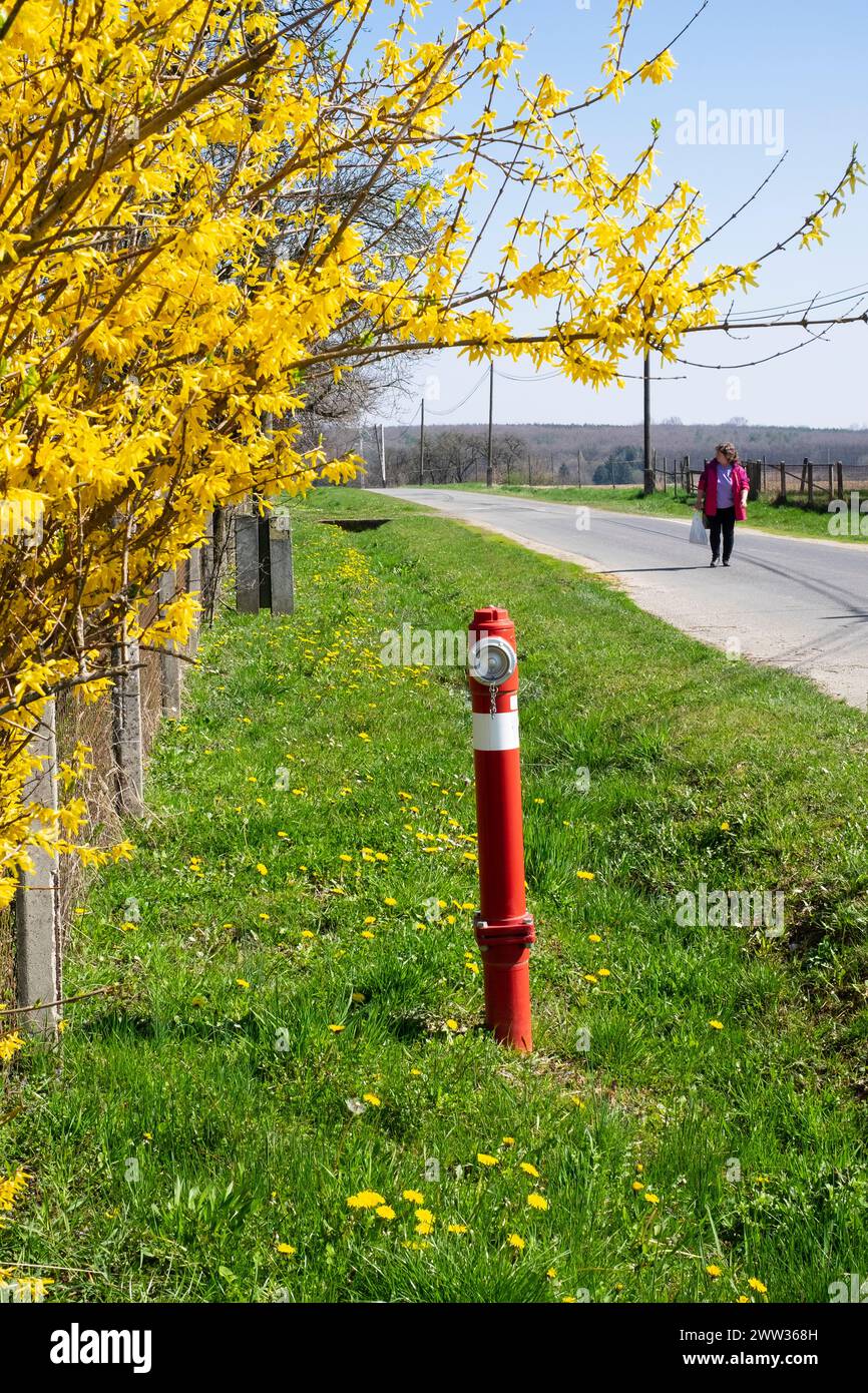 bright red water fire hydrant with bush covered in yellow flowers ...