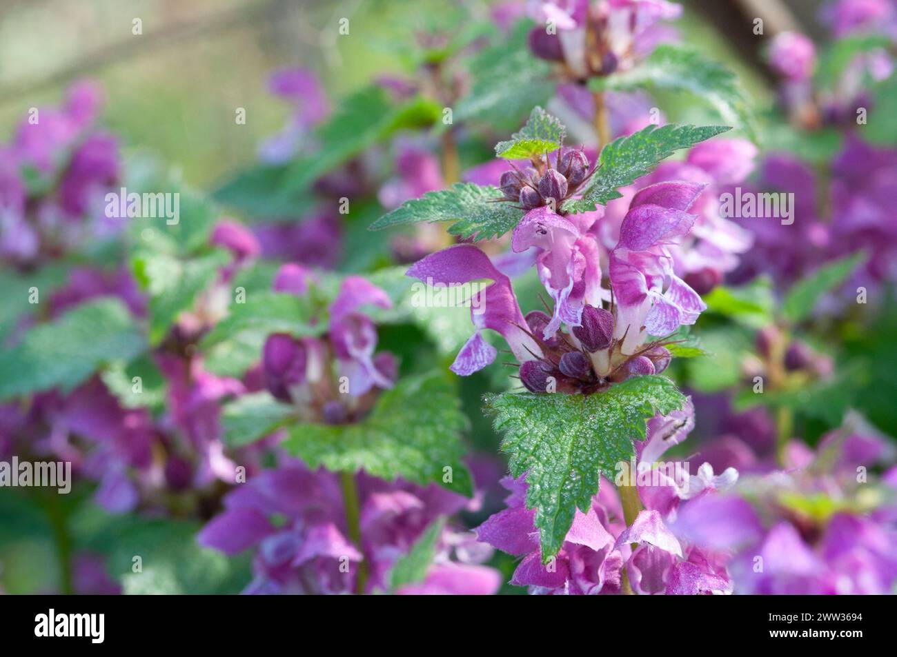 Italy, Lombardy, Crema, Parco del Serio, Purple Dead-nettle Flowers ...