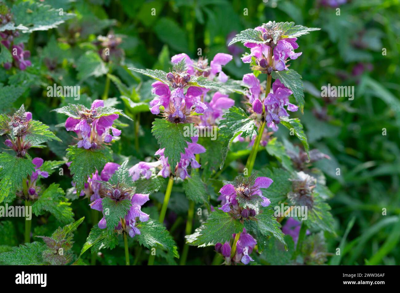 Italy, Lombardy, Crema, Parco del Serio, Purple Dead-nettle Flowers ...