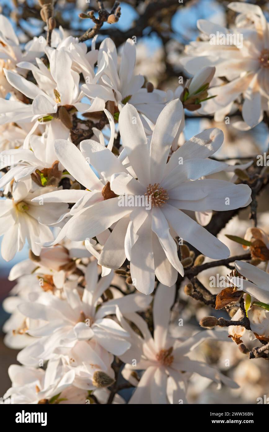 Italy, Lombardy, Garden, Star Magnolia, Magnolia Stellata, Blooming ...