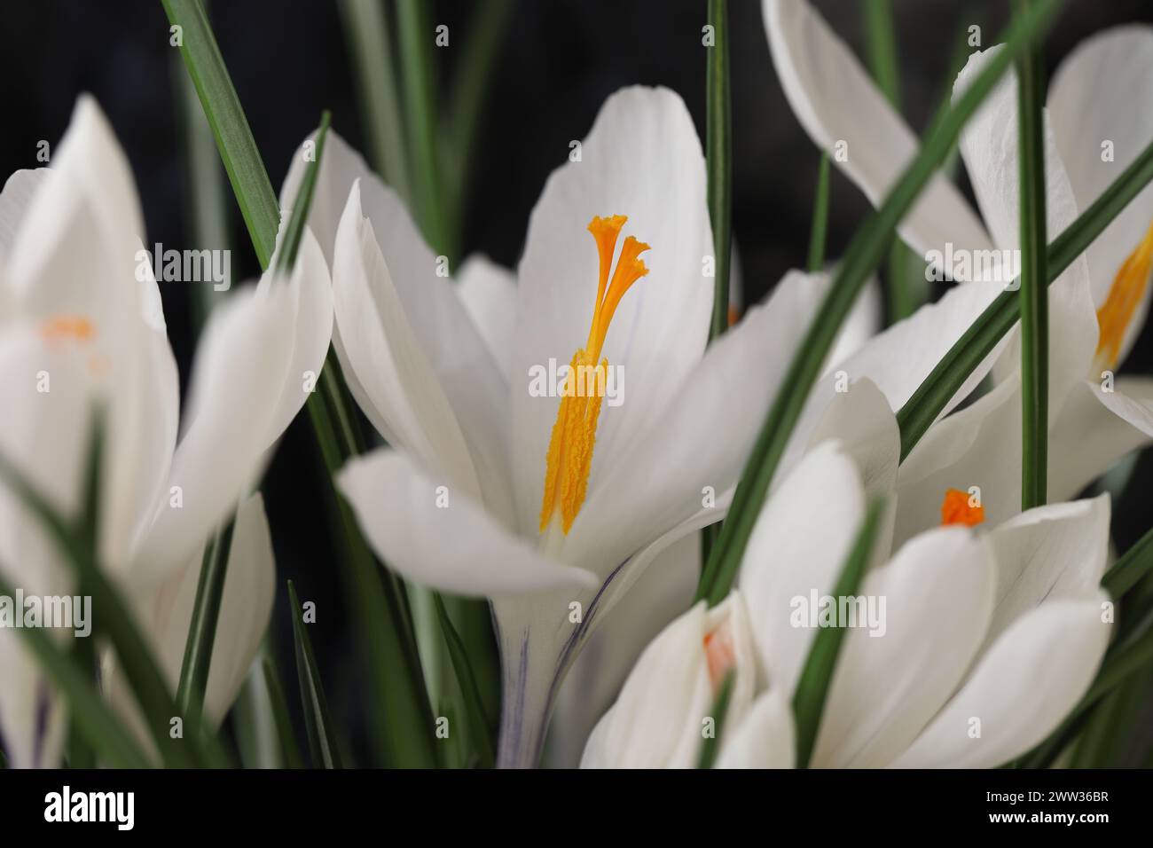 Close-up view of white spring crocuses against black background with ...