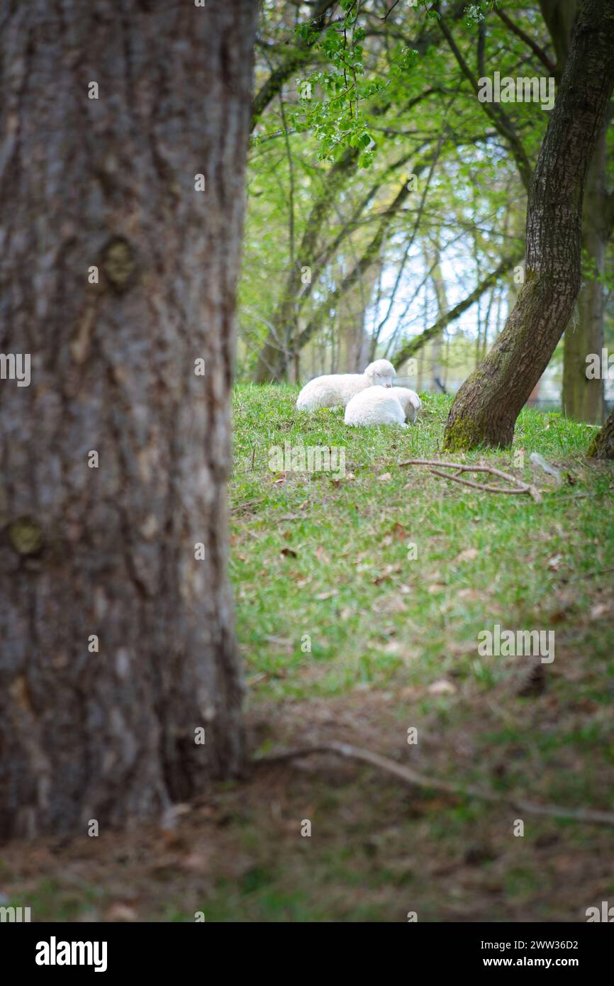 Lamb trees farm animal sheep hi-res stock photography and images - Alamy