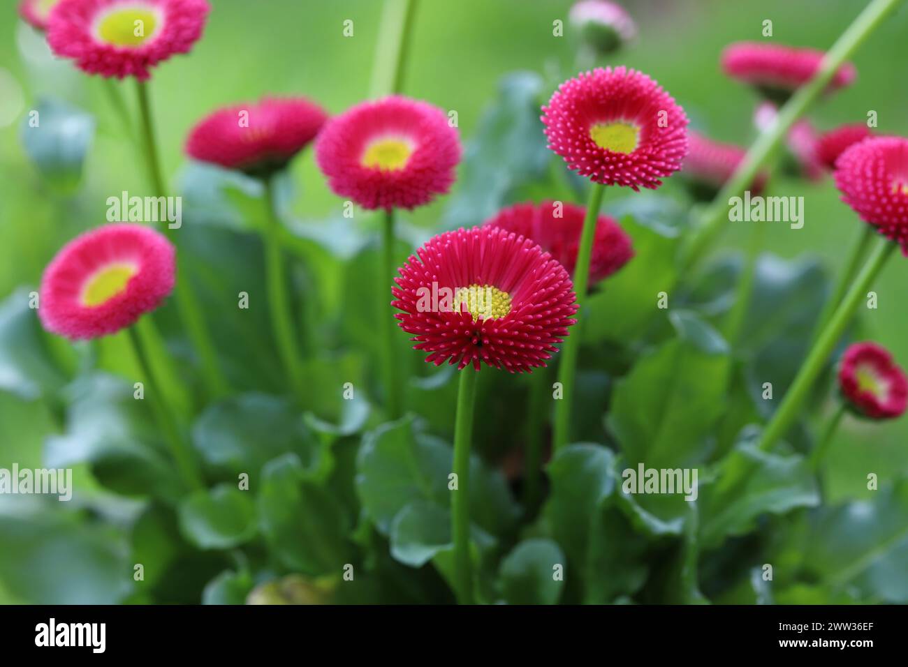 Close-up view of beautiful freshly bloomed pink Bellis perennis flowers ...