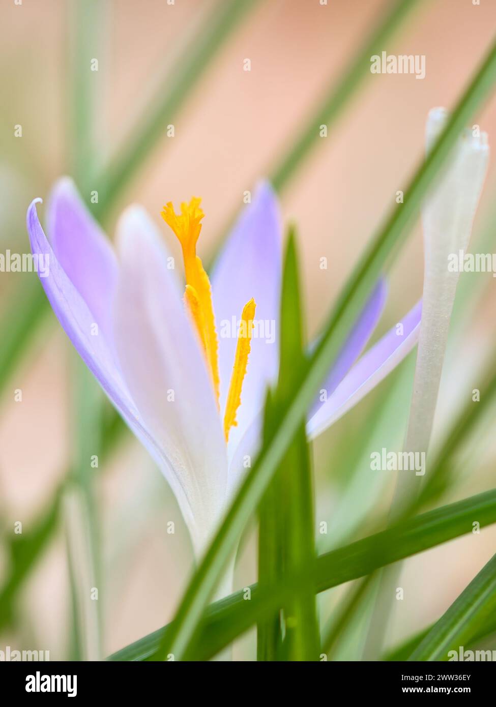 Single crocus flower delicately depicted in soft warm light. Spring ...