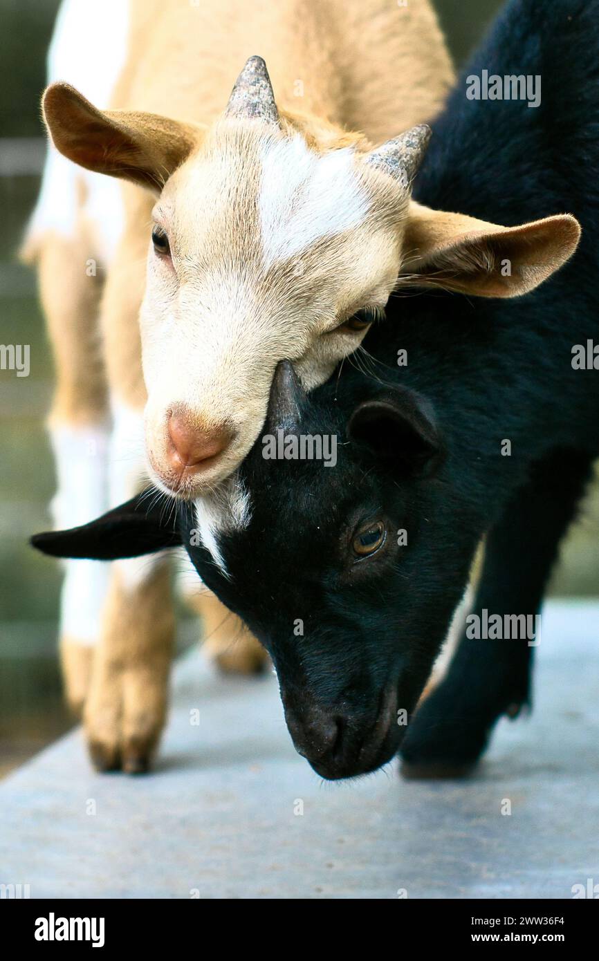 Goats playing with each other. Funny animal photo. Farm animal on the ...