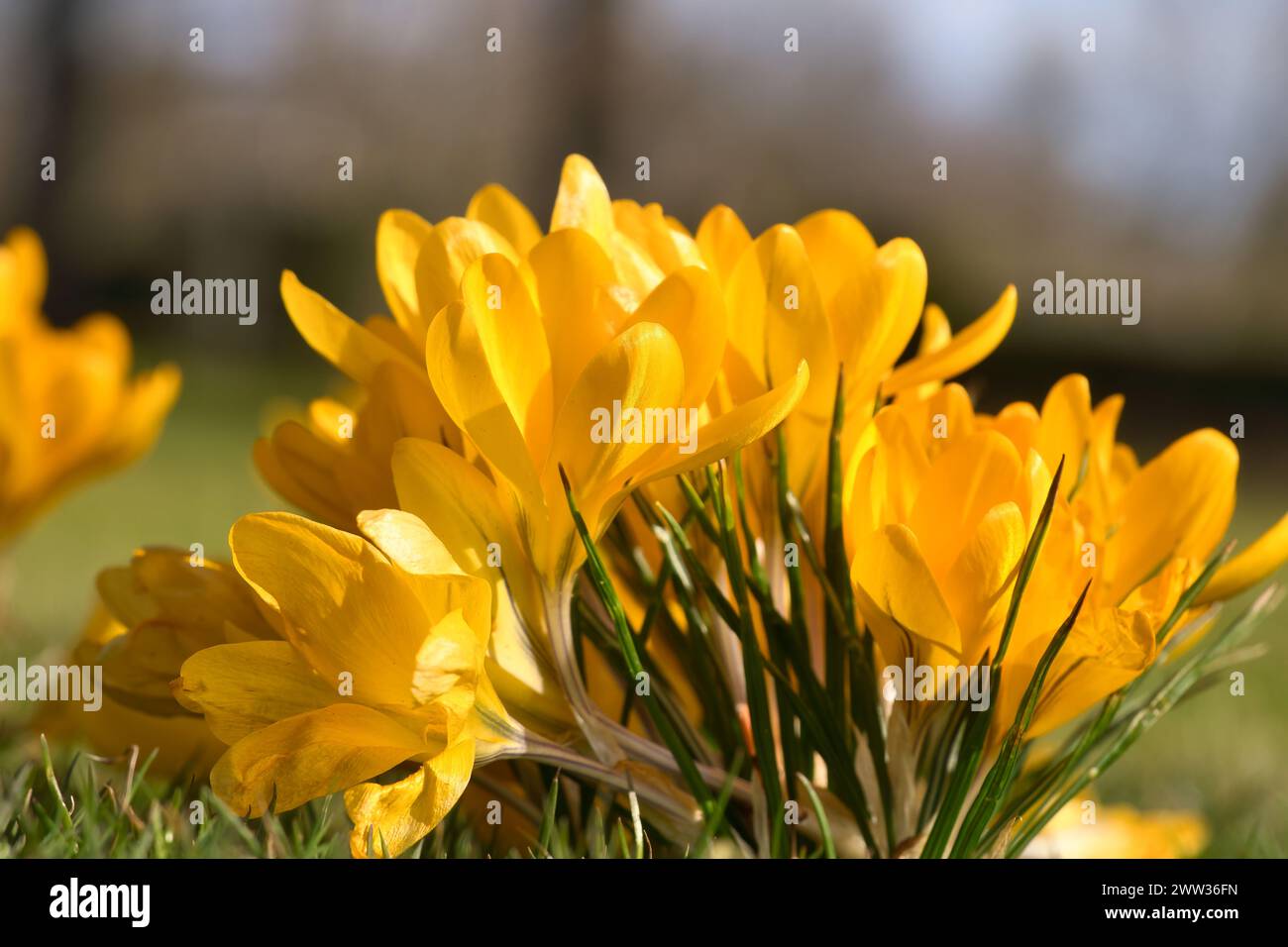 Crocuses in a meadow in soft warm light. Spring flowers that herald ...