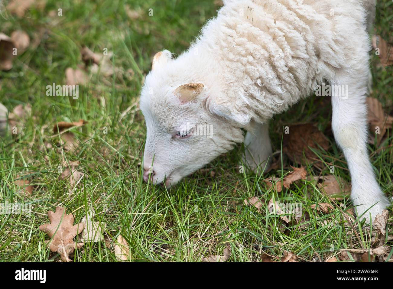 Easter lamb eating on a green meadow. White wool on a farm animal on a ...