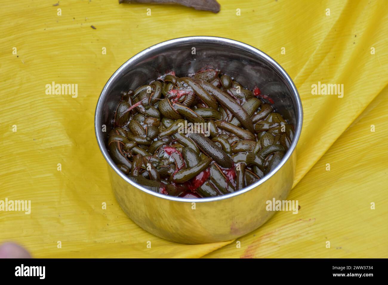 Srinagar, India. 21st Mar, 2024. Leeches are seen in a bowl during a ...