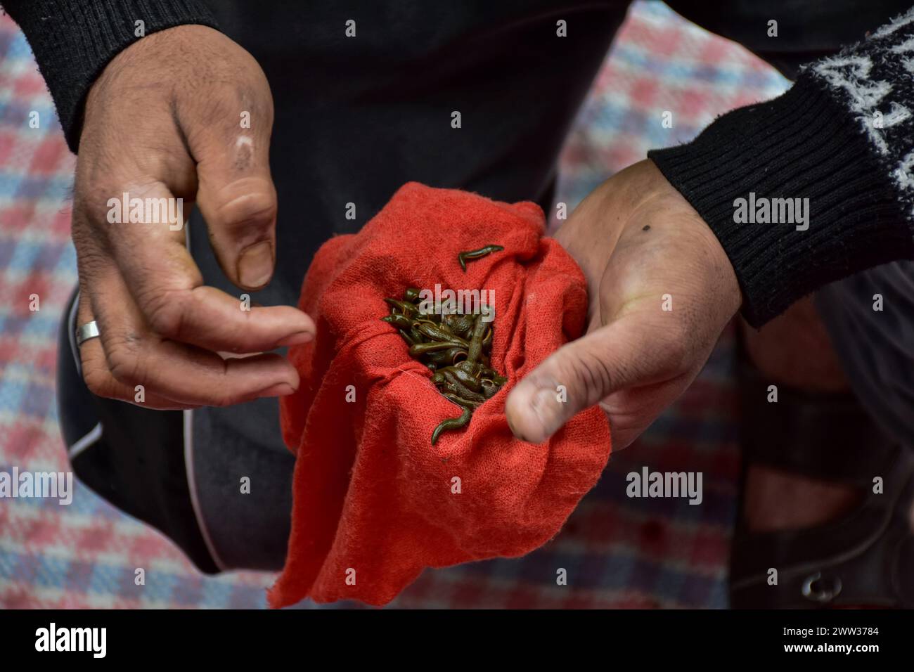 Srinagar, India. 21st Mar, 2024. A practitioner hold leeches in his ...