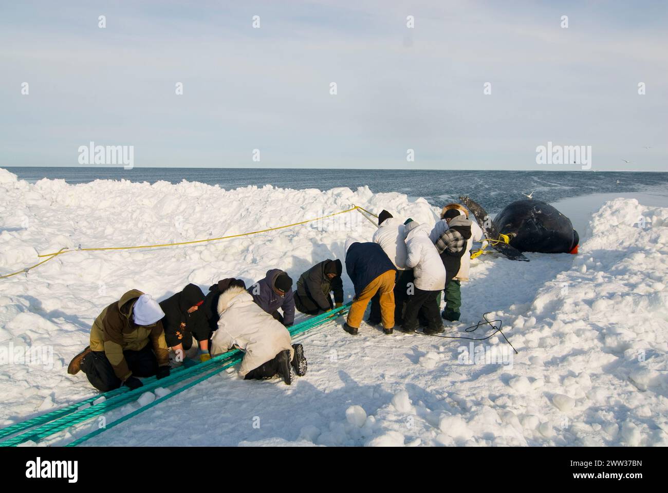 Inupiaq subsistence whalers bowhead whale catch on the pack ice during ...