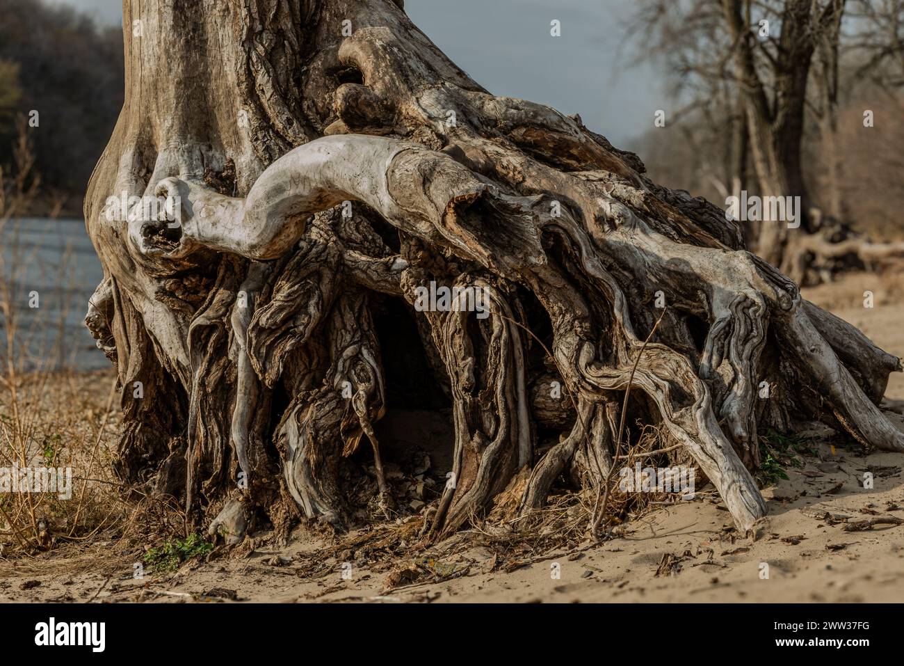 A tree with intact roots standing on the sandy shore of the Mississippi ...