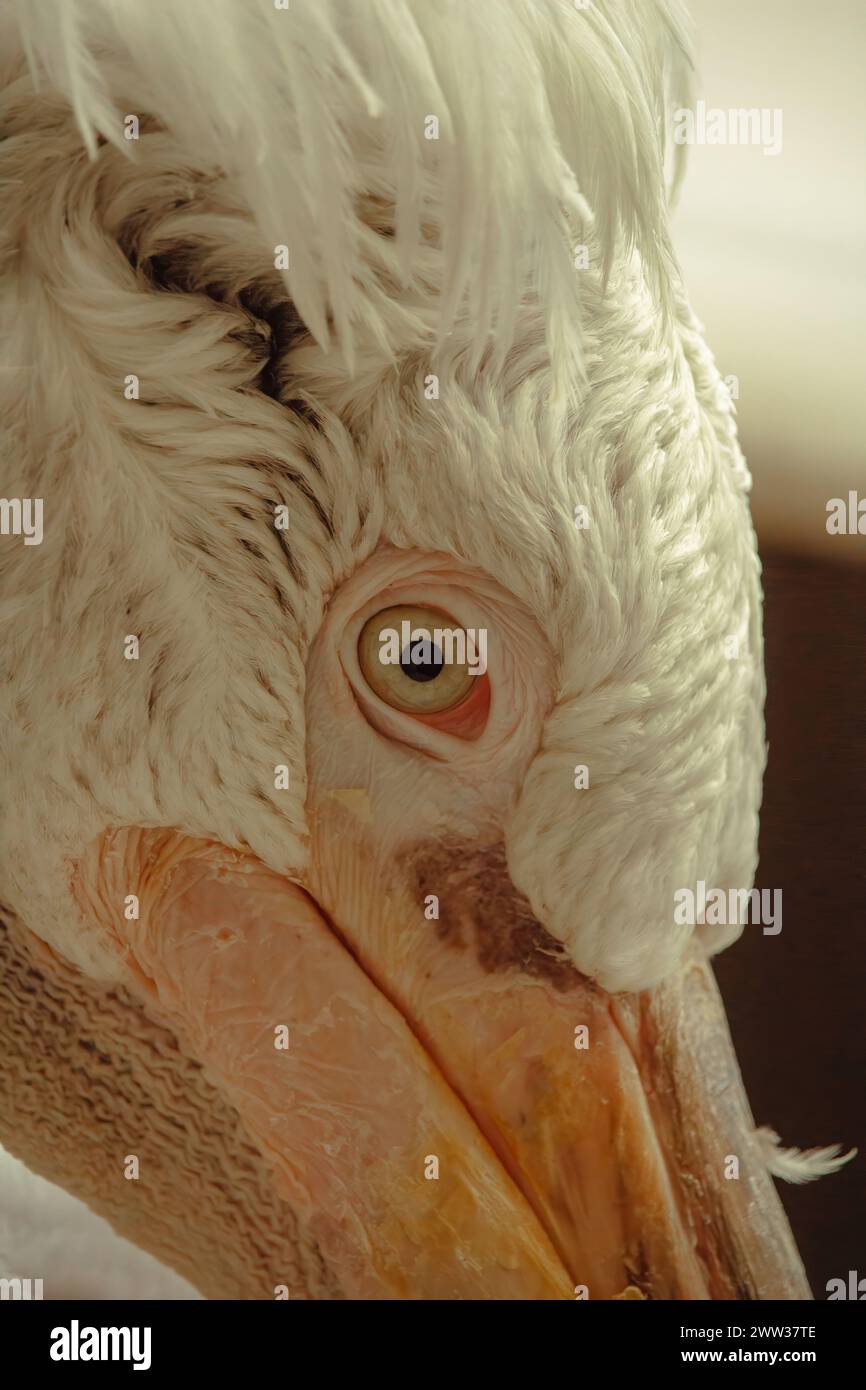 Beautiful pelican eye hi-res stock photography and images - Alamy