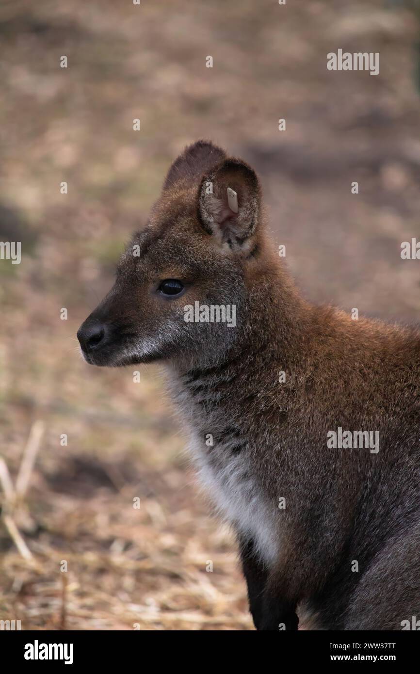 Bennet Wallaby (Macropus rufogrisens) also known as Red-necked ...