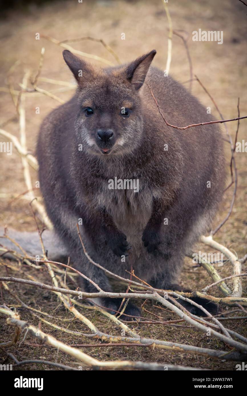 Bennets macropus rufogriseus tasmania hi-res stock photography and ...