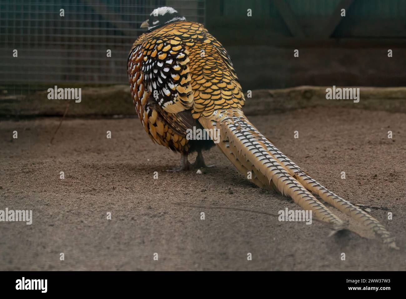 Reeves's Pheasant, Syrmaticus reevesii, can grow up to 210 cm long, in ...
