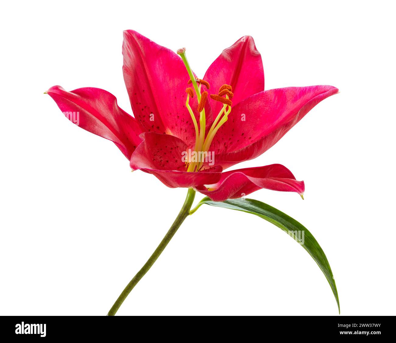 Wonderful red Lily (Lilium, Liliaceae) isolated on white background ...