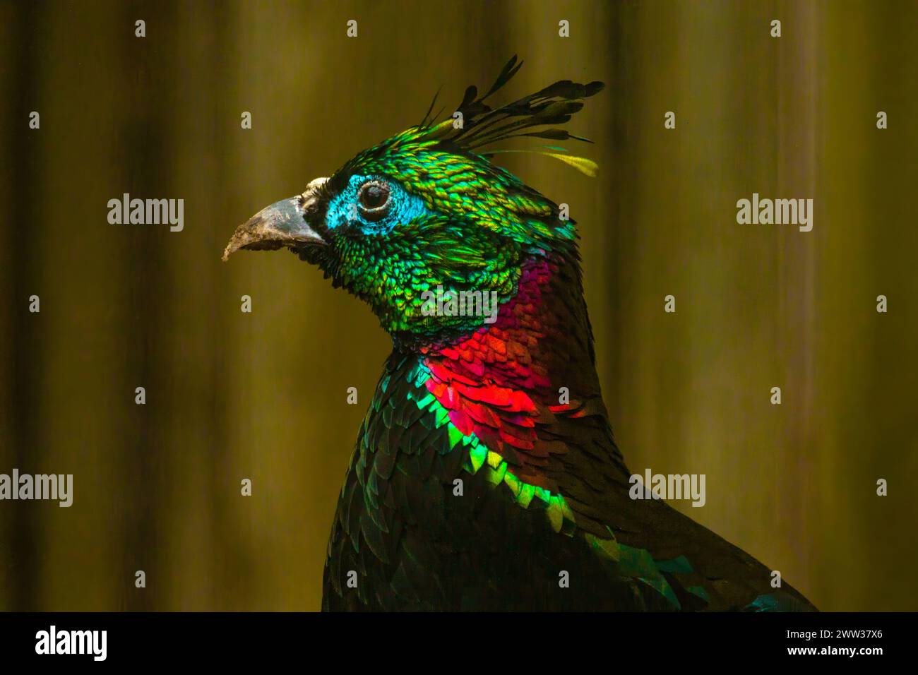 Head of a male Himalayan monal (Lophophorus impejanus Stock Photo - Alamy