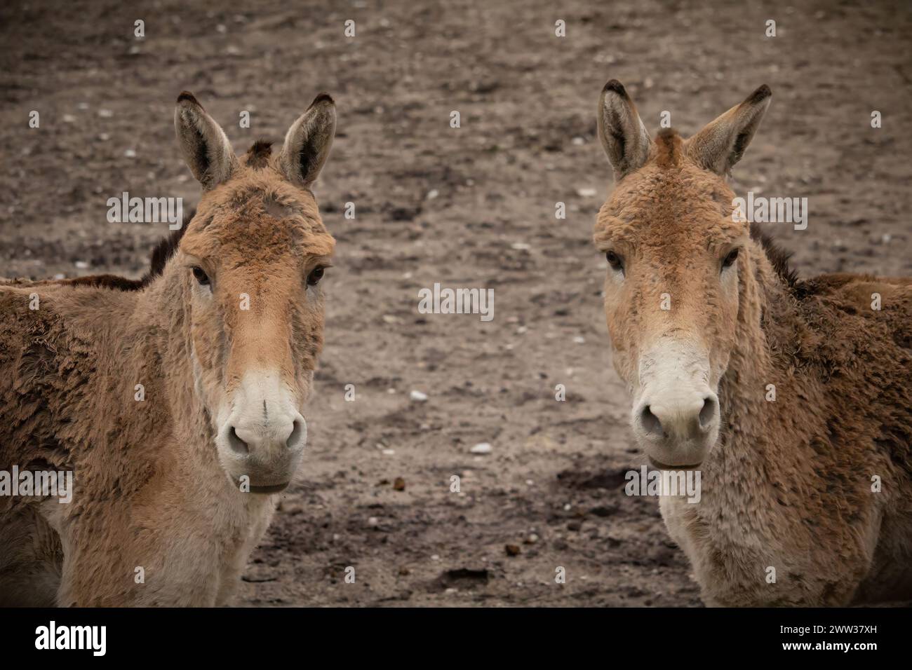 Turkmenian kulan (Equus hemionus kulan), also known as the Transcaspian ...