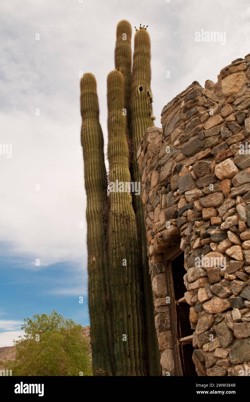 Imposing saguaro cactus towers next to the ruins of an ancient stone ...