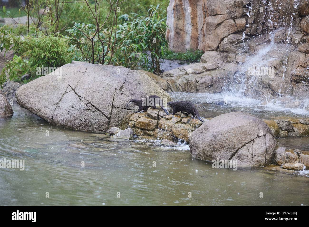Indonesian otter hi-res stock photography and images - Alamy