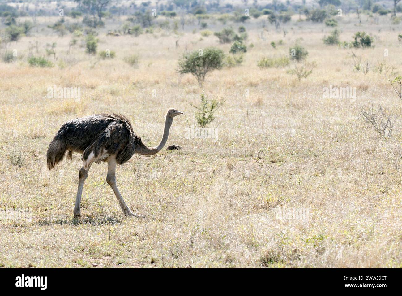 A photo of common ostrich in Southafrica Stock Photo - Alamy