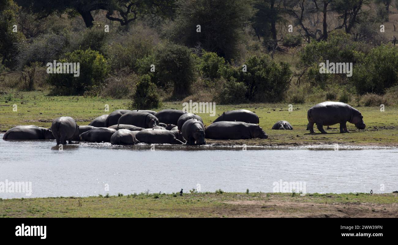 A group of hippo in Southafrica Stock Photo - Alamy