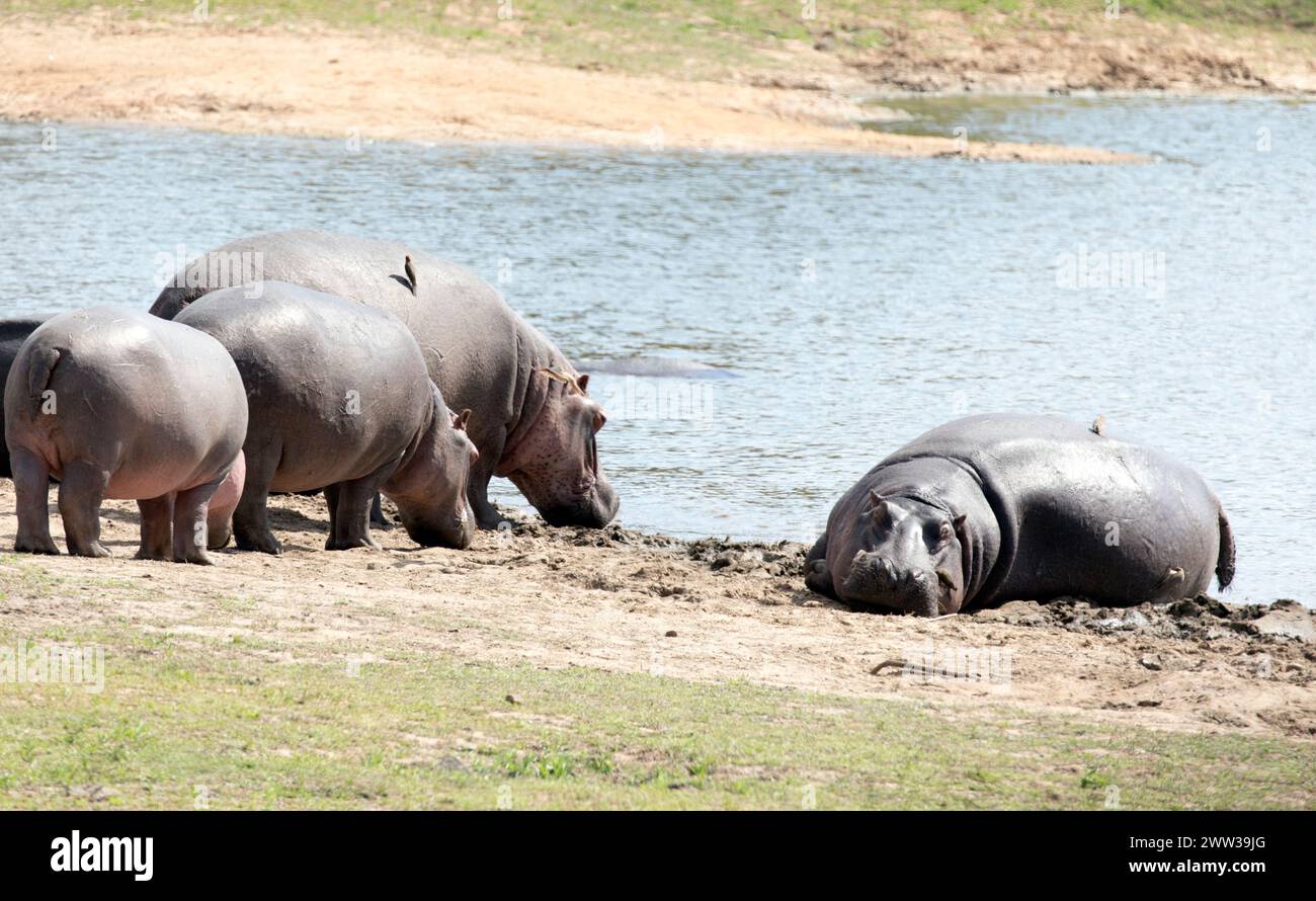 Hippo afrique hi-res stock photography and images - Alamy