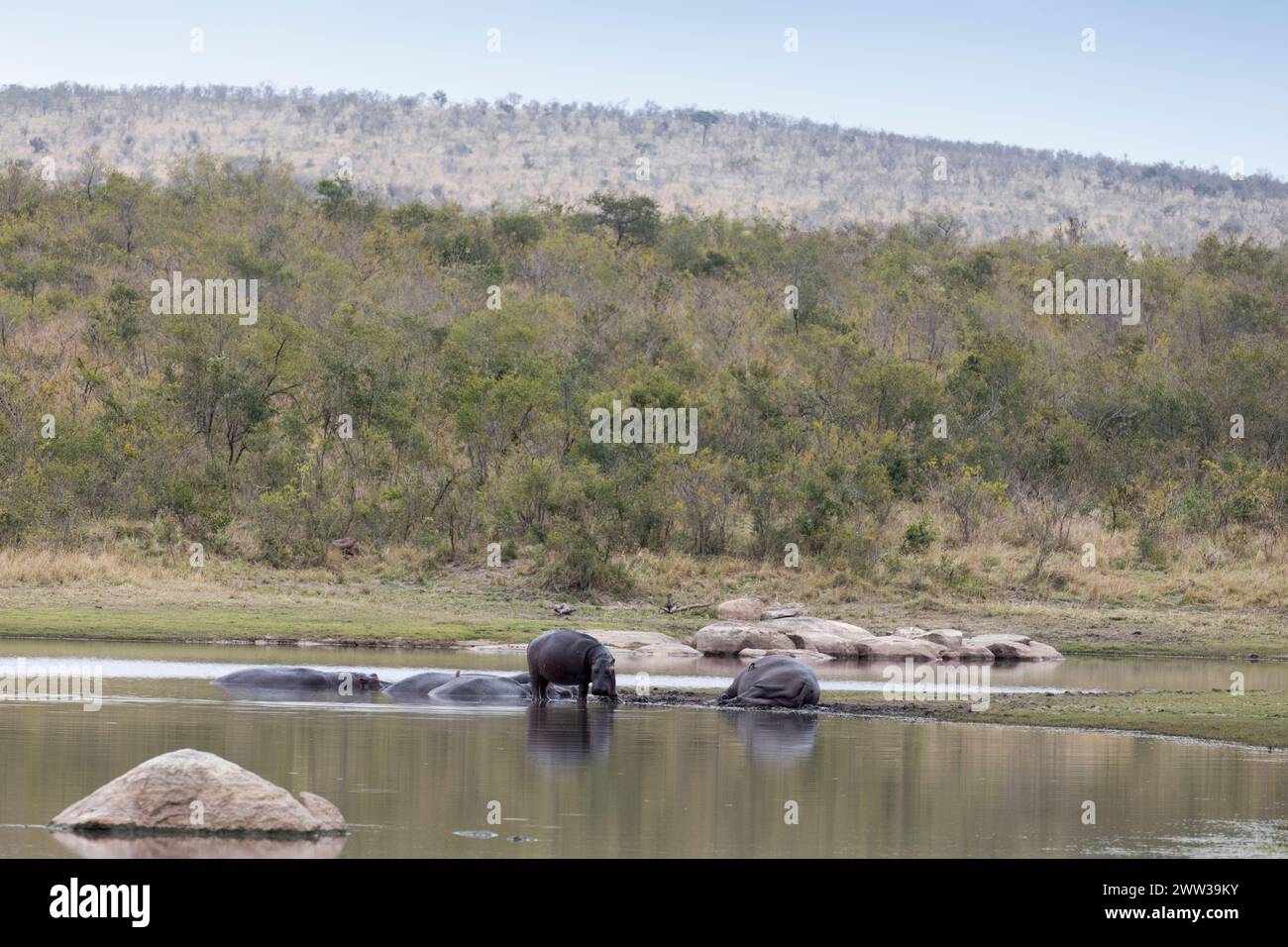 A group of hippo in Southafrica Stock Photo - Alamy