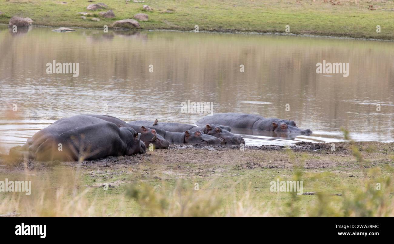 A group of hippo in Southafrica Stock Photo - Alamy